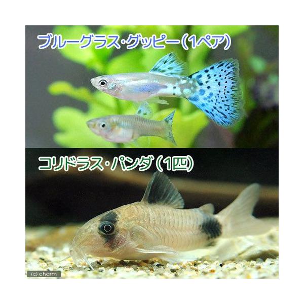 熱帯魚・エビ他　グッピー　ノーマル系　ブルーグラス・グッピー　国産ブリード　1ペア　cool　ブルーグラス・　動画淡水生体　動画　映像　ムービー　kokusan_guppy　coolfish_nettai　コリドラス　ショートノーズ　コリド...