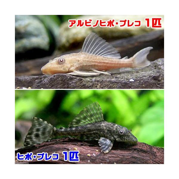 _aqua　熱帯魚・エビ他　プレコ　アルビノヒポプレコ　セルフィン系　ブリード　１匹　ビギナーにオススメ　ｌ０２１　ｌ０２３　アルビノサッカープレコ　プテリゴプリクティス　ヒポストムス　ヒポプレコ　プレコストムス　レッドアイプレコ　seit...