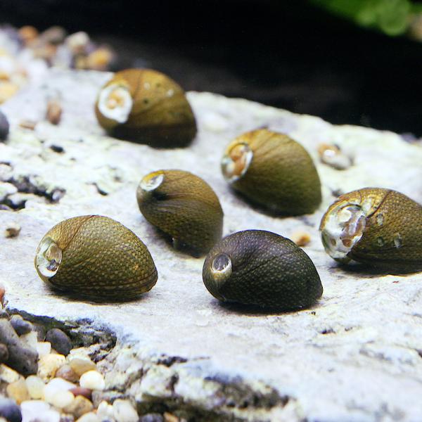 熱帯魚・エビ他　貝　石巻貝　100匹　食べさせる　水槽壁面のコケを綺麗にする　石巻　Clithon　retropictus　石巻貝単品　20131101　TE　otonagai^ooguti　VjZLwO7p_srmp　tcCFaEwI　u...