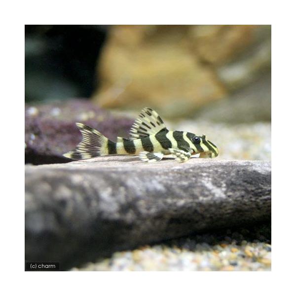 PF_SPQ　_aqua　sfset　fish_database　熱帯魚・エビ他　プレコタイガー・ペコルティア系　クィーンインペリアルタイガープレコ　ブリード　１匹　ぺコルティア系　Ｐｅｃｋｏｌｔｉａ　ｃｏｍｐｔａ　Ｌ１３４20150829...