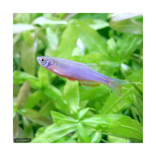 _aqua　熱帯魚・エビ他　コイ（ラスボラ等）ダニオ系　ダニオ・エスメラルダ　３匹　小型種　cool　Ｄａｎｉｏ　ｒｏｓｅｕｓ　Ｂｒａｃｈｙｄａｎｉｏ　ブラキダニオエスメラルダ　エスメラルダダニオ　ローズダニオ　パールダニオcoolfish...