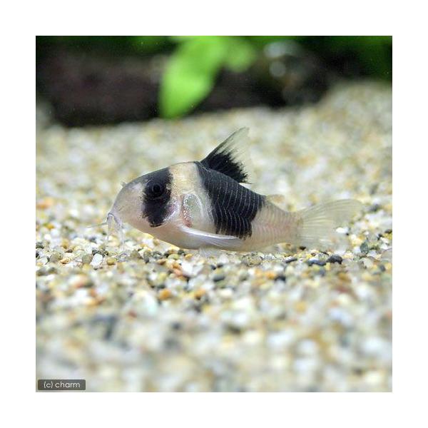 PF_SPQ　_aqua　sfset　熱帯魚・エビ他　コリドラス　ショートノーズ　コリドラス・ショートノーズニュースーパービコロール　ワイルド　１匹　ＣＷ０５１　Ｈｏｐｌｉｓｏｍａ　Ｃｏｒｙｄｏｒａｓ　ｓｐ．　腹巻　ハラマキ　corydor...
