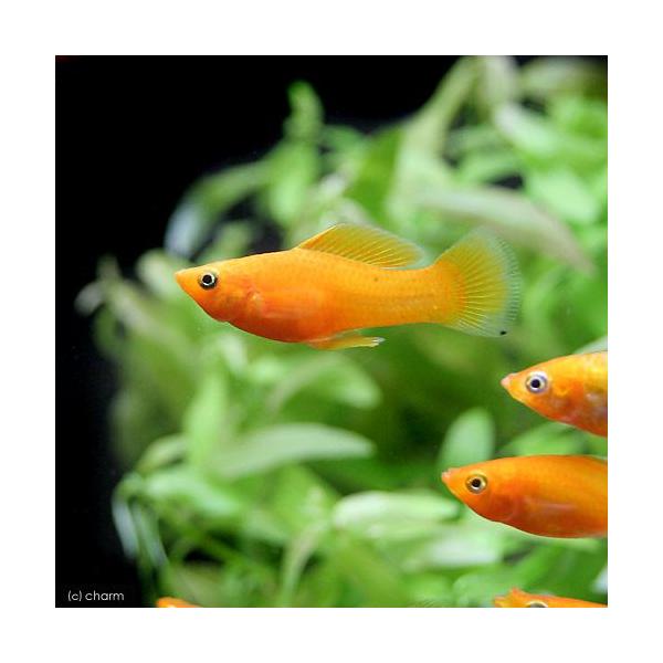_aqua　fish_database　熱帯魚・エビ他　プラティ・卵胎生メダカ　ソードテール・モーリー　ディープオレンジモーリー　５匹　メダカの仲間　ビギナーにオススメ　Ｐｏｅｃｉｌｉａ　ｓｐｈｅｎｏｐｓ　ｖａｒ．　20131123　ＹＩ　...