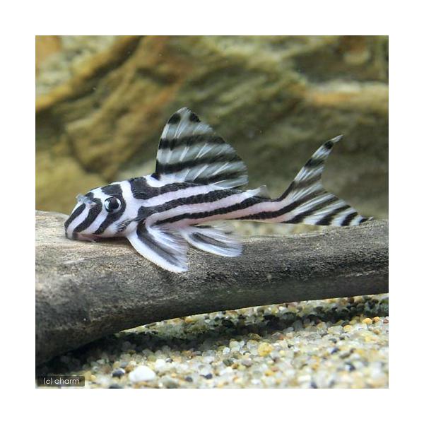PF_SPQ　fish_database　熱帯魚・エビ他　プレコ　種類で選ぶ　タイガー・ペコルティア系　インペリアルゼブラプレコ　Ｍサイズ　ブリード　１匹　Ｌ―０４６　ぺコルティア系　特集　Ｈｙｐａｎｃｉｓｔｒｕｓ　ｚｅｂｒａ　pleco_...
