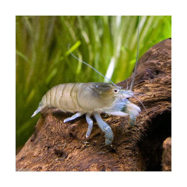 PF_SPQ　熱帯魚・エビ他　その他エビ　ロックシュリンプ　アフリカンロックシュリンプ　ミックスカラー　Ｓサイズ　１匹　Ａｔｙａ　ｇａｂｏｎｅｎｓｉｓ　ガボンシュリンプ　アフリカンファンシュリンプ　ヴァンパイアシュリンプ　ミックス　shpc...