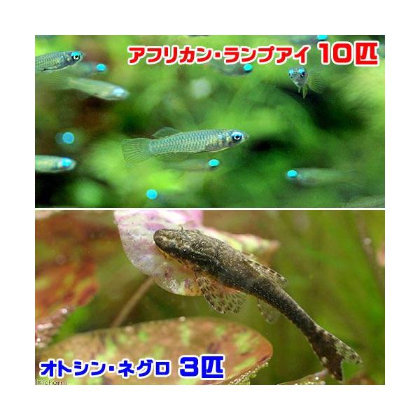 熱帯魚・エビ他　オトシン・ロリカリア　オトシン　オトシンネグロ　Ｈｉｓｏｎｏｔｕｓ　ｌｅｕｃｏｆｒｅｎａｔｕｓ　定番コケ対策　食べさせる　水槽壁面のコケを綺麗にする　コケ取り生体　ランプアイ・卵生メダカ　ランプアイ系　アフリカン・ランプアイ...