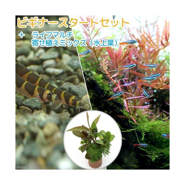 beginestarqq　熱帯魚・エビ他　ビギナースタートセット　カージナル・ネオン系　ネオンテトラ　ローチの仲間　ドジョウ系　ビギナーにオススメ　クーリーローチ　ローチ・ボーシャ　ライフマルチ　20140205　ＹＹ　_aqua　star...