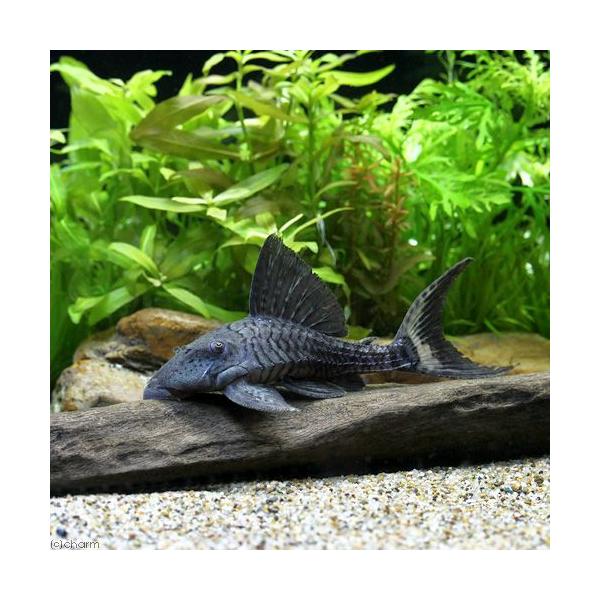 PF_SPQ　fish_database　熱帯魚・エビ他　プレコ　ロイヤル・パナクエ系　ホワイトテールパナクエ　１匹　パナクエ系　トライアンパナクエ　Ｌ０９０ｃ　Ｌ０９０ｄ　Ｌ２０３　ＬＤＡ０６５　Ｐａｎａｑｕｅ　ｓｃｈａｅｆｅｒｉ　ple...