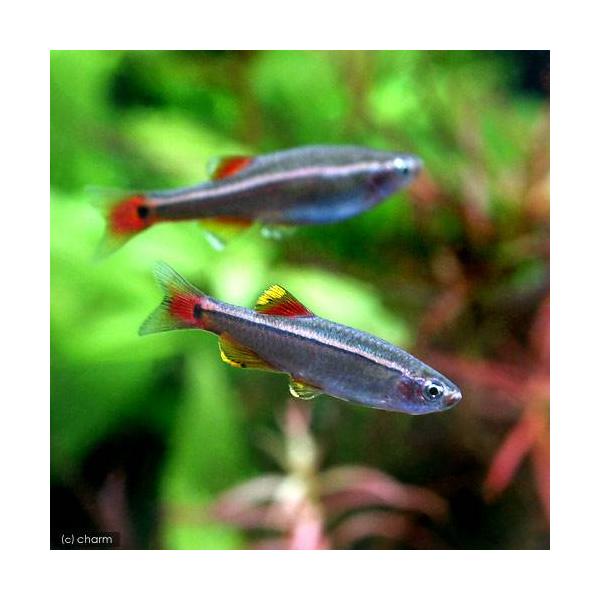 _aqua　熱帯魚・エビ他　コイ（ラスボラ等）　種類で選ぶ　アカヒレ系　アカヒレＬ　１０匹　Ｔａｎｉｃｈｔｈｙｓ　ａｌｂｏｎｕｂｅｓ　小型種　ビギナーにオススメ　ホワイトクラウドマウテンミノー　コッピー　プアマンズネオン　kaijyo