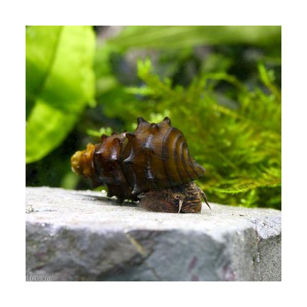 PF_SPQ　_aqua　熱帯魚・エビ他　貝　種類で選ぶ　タニシ・カワニナ　コーンスネール　ボゴタ　パゴダスネール　パゴダティアラスネール　１匹　fish_database　Ｂｒｏｔｉａ　ａｒｍａｔａ　20140421　ＭＳ　wes0520...