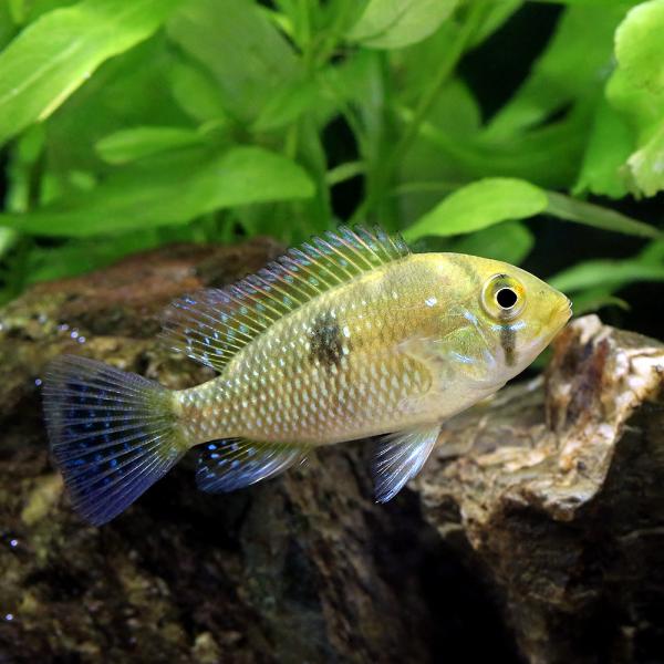 PF_SPQ　熱帯魚・エビ他　シクリッド　種類で選ぶ　アメリカンシクリッド　ゲオファーガス　ジョーファーガス　ゲオパグス　ゲオフォーグス　バイヤレッド　バイアレッド　レッドヘッドバイヤ　バイア　１匹　中南米産　Ｇｅｏｐｈａｇｕｓ　ｓｐ．　B...