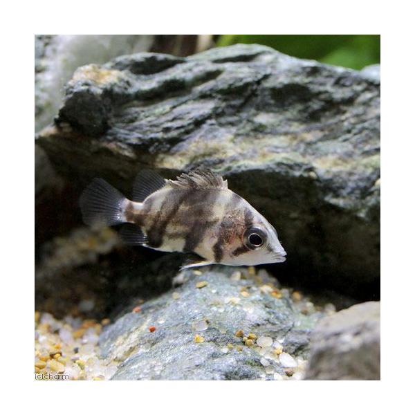 PF_SPQ　muryotassei_800_899　古代魚・大型魚（その他）　_aqua　fish_database　熱帯魚・エビ他　古代・大型魚　ダトニオ・プラスワン　ダトニオプラスワン　Ｃｏｉｕｓ　Ｄａｔｎｉｏｉｄｅｓ　ｍｉｃｒｏｌｅ...