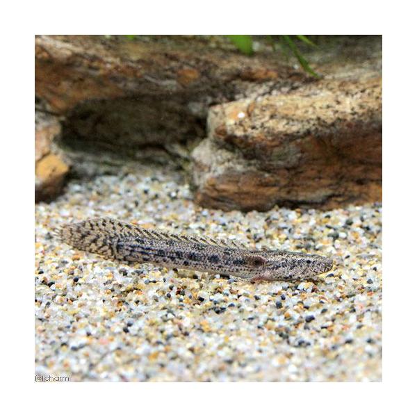 PF_SPQ　熱帯魚・エビ他　古代・大型魚　ポリプテルス・アンソルギー　Ｓサイズ　１匹　fish_database　Ｐｏｌｙｐｔｅｒｕｓ　ａｎｓｏｒｇｉｉ　ギニアンビチャー　20140628　ＳＹ　ポリプテルス　アンソルギー　african...