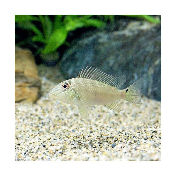 PF_SPQ　fish_database　熱帯魚・エビ他　シクリッド　種類で選ぶ　アメリカンシクリッド　サタノペルカマピリテンシス　アースイーター　Satanoperca　leucosticta　mapiritensis　1匹　中南米産　c...