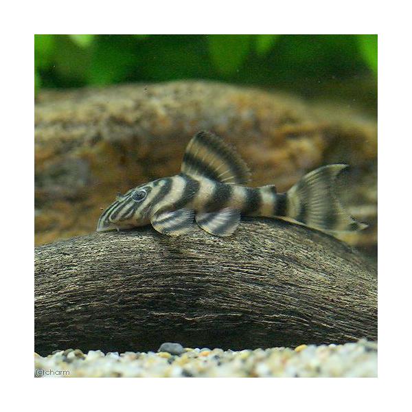 PF_SPQ　fish_database　熱帯魚・エビ他　プレコ　種類で選ぶ　タイガー・ペコルティア系　トカンチンスニュータイガープレコ　ニュータイガープレコ　ラビリンスタイガープレコ　１匹　Ｌ００２　Ｌ０７４　ぺコルティア系　Ｐａｎａｑｏ...