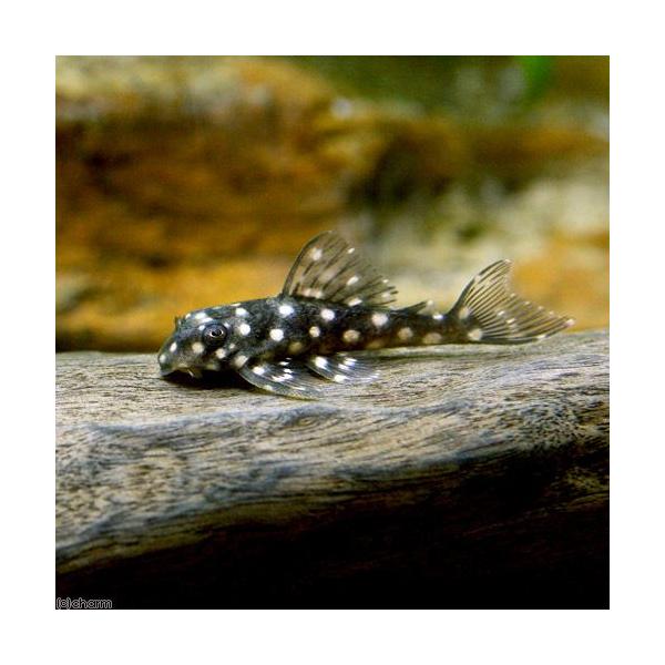 PF_SPQ　fish_database　熱帯魚・エビ他　プレコ　種類で選ぶ　タイガー・ペコルティア系　イエロースポットスタークラウンプレコ　ブリード　１匹　ぺコルティア系　特集　Ｈｙｐａｎｃｉｓｔｒｕｓ　ｉｎｓｐｅｃｔｅｒ　Ｌ２０１　ファ...