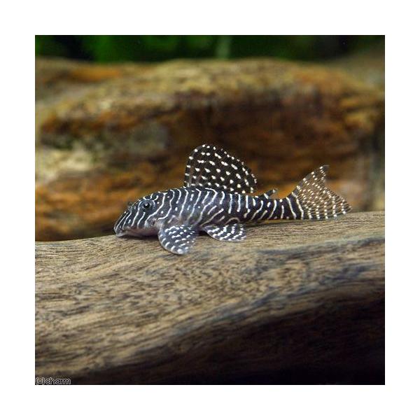 PF_SPQ　_aqua　sfset　fish_database　熱帯魚・エビ他　プレコ　種類で選ぶ　タイガー・ペコルティア系　クィーンアラベスクタイガープレコ　１匹　Ｌ２６０　Ｈｙｐａｎｃｉsｔｒｕs　sｐ．　ぺコルティア系　pleco_...