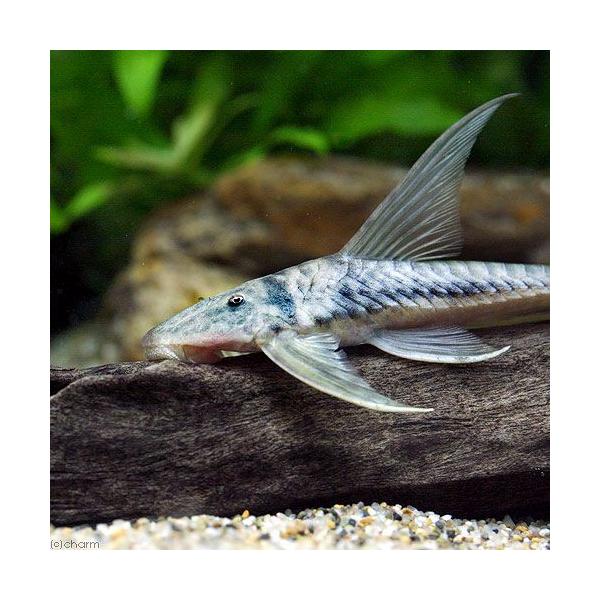 PF_SPQ　_aqua　fish_database　熱帯魚・エビ他　オトシン・ロリカリア　ロリカリア　ラモンティクティス・スティバロス　スーパーコメットロリカリア　１匹　Ｌａｍｏｎｔｉｃｈｔｈｙｓ　ｓｔｉｂａｒｏｓ　淡水生体　ロリカリアの...