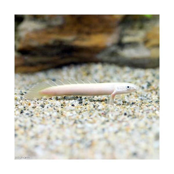 PF_SPQ　fish_database　kaijyo　熱帯魚・エビ他　古代・大型魚　ポリプテルス・セネガルス　セミプラチナ　プラチナタイプ　１匹　Ｐｏｌｙｐｔｅｒｕｓ　ｓｅｎｅｇａｌｕｓ　ｖａｒ．　20140911　ＳＹ　ポリプテルス　セ...