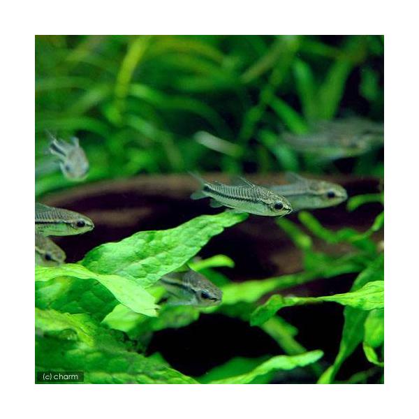 熱帯魚・エビ他　コリドラス　ミニコリ系　コリドラスピグミー　ちびコリ　群泳　２０匹　ショートノーズ　Ｇａｓｔｒｏｄｅｒｍｕｓ　Ｃｏｒｙｄｏｒａｓ　ｐｙｇｍａｅｕｓ　ピグマエウス　ミニマム　小型水槽用小型ナマズ　動画淡水生体　動画　映像　ムー...