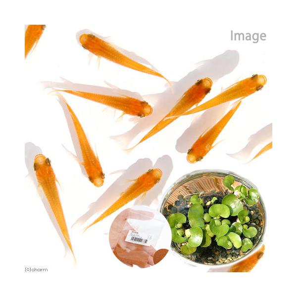 Ｏｒｙｚｉａｓ　ｌａｔｉｐｅｓ　ｖａｒ．　メダカホテイ草セット　ビオトープにおすすめの生体　biotope　ホテイ草特集　熱帯魚　エビ他　日本産メダカ　hotei＆medaka　medakaxhotei0517　ittan_medaka_y...