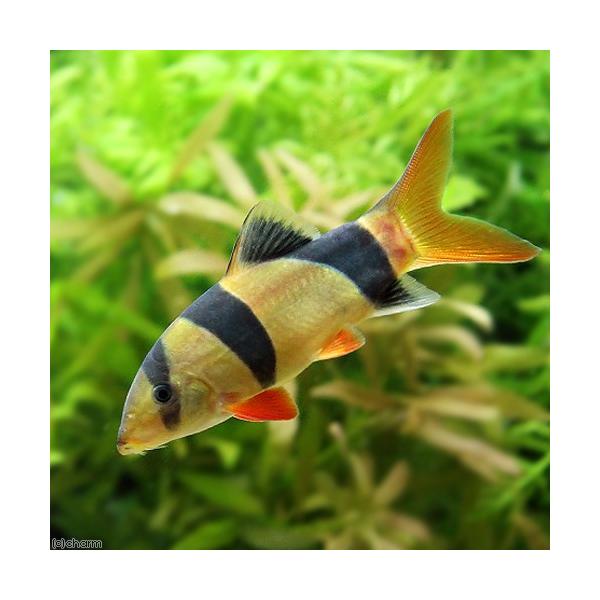 PF_SPQ　_aqua　熱帯魚・エビ他　ローチの仲間　ドジョウ系　クラウン・ローチ　１匹　ビギナーにオススメ　コイ（ラスボラ等）　ローチ・ボーシャ　Ｃｈｒｏｍｏｂｏｔｉａ　ｍａｃｒａｃａｎｔｈｕｓ　Ｂｏｔｉａ　ｍａｃｒａｃａｎｔｈａ　ＭＳ...