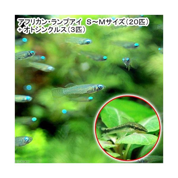 熱帯魚・エビ他　ランプアイ・卵生メダカ　ランプアイ系　アフリカン・ランプアイ　Ｓサイズ　Ｍサイズ　２０匹　set_ocurus　メダカの仲間　ビギナーにオススメ　cool　ノルマニー　20140528　FN　beginerfish_ranp...