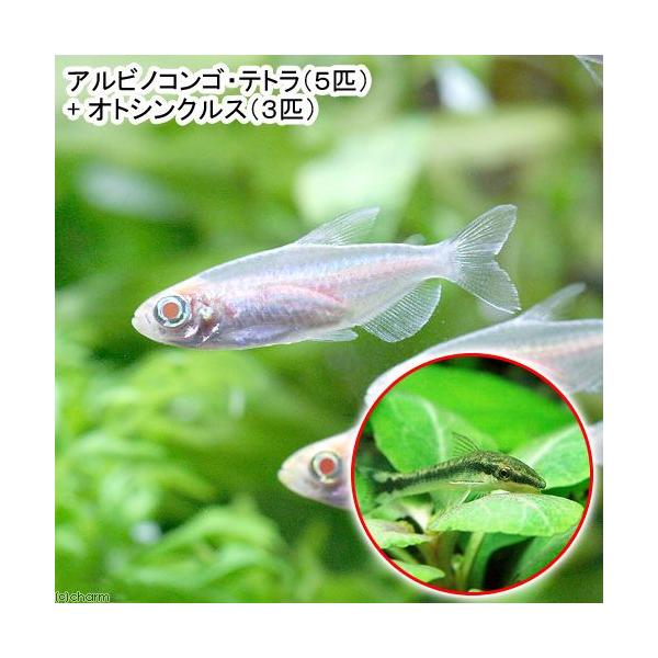 _aqua　熱帯魚・エビ他　カラシン　テトラ等　アフリカ産　アルビノコンゴテトラ　５匹　ビギナーにオススメ　set_ocurus　Ｐｈｅｎａｃｏｇｒａｍｍｕｓ　ｉｎｔｅｒｒｕｐｔｕｓ　ｖａｒ．　tugmi30　tckajhsdffff　20...