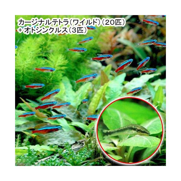 熱帯魚・エビ他　カラシン　テトラ等　南米産　小型種　set_ocurus　カージナル・ネオン系　カージナルテトラ　ワイルド　２０匹　ビギナーにオススメ　Ｐａｒａｃｈｅｉｒｏｄｏｎ　ａｘｅｌｒｏｄｉ　動画淡水生体　淡水生体　fish_top_...