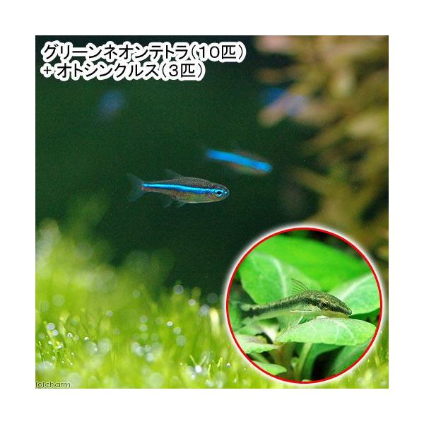 熱帯魚・エビ他　カラシン　テトラ等　南米産　小型種　set_ocurus　カージナル・ネオン系　グリーン・ネオン　１０匹　cool　ロングラインネオン　グリーンネオン　グリーンネオンはこちら　coolfish_nettai　fish_top...