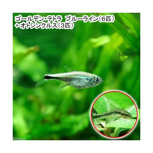 熱帯魚・エビ他　カラシン（テトラ等）　南米産（小型種）　ヘミグラムス系　ゴールデン・テトラ　ブルーライン　６匹　set_ocurus　ヘミグラムスアームストロンギ　ゴールデンテトラエオス　Hemigrammusarmstrongi　tcio...