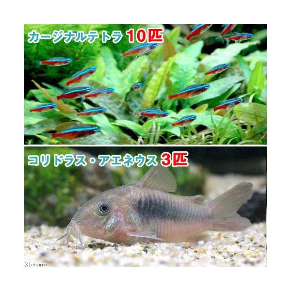 熱帯魚・エビ他　カラシン　テトラ等　南米産　小型種　カージナル・ネオン系　カージナルテトラ　ワイルド　１０匹　コリドラス　アカコリ　赤コリ　20140809　ＮＡＯ　bnr_krgset　wes0520_pd10r　MS0105　熱帯魚生体...