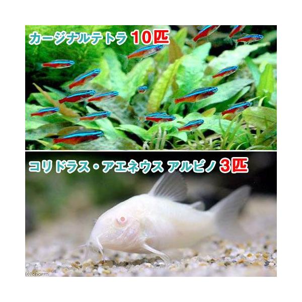 熱帯魚・エビ他　カラシン　テトラ等　南米産　小型種　カージナル・ネオン系　カージナルテトラ　ワイルド　１０匹　コリドラス　シロコリ　白コリ　20140809　ＮＡＯ　bnrset1523　bnr_krgset　wes0520_pd10MS0...