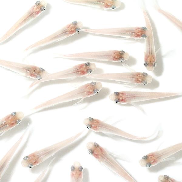 Ｏｒｙｚｉａｓ　ｌａｔｉｐｅｓ　ｖａｒ．　ビオトープにおすすめの生体　biotope　cool　熱帯魚　エビ他　日本産メダカ　白メダカ　nittan_medaka_shiro　シロメダカ　ピュアホワイトメダカ　mdk1704　medakak...