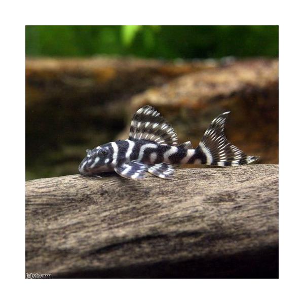 PF_SPQ　fish_database　熱帯魚・エビ他　プレコ　種類で選ぶ　タイガー・ペコルティア系　キングタイガーペコルティア　キングロイヤルプレコ　キングロイヤルペコルティア　sサイズ　ブリード　１匹　Ｌ３３３　Ｈｙｐａｎｃｉsｔｒｕ...