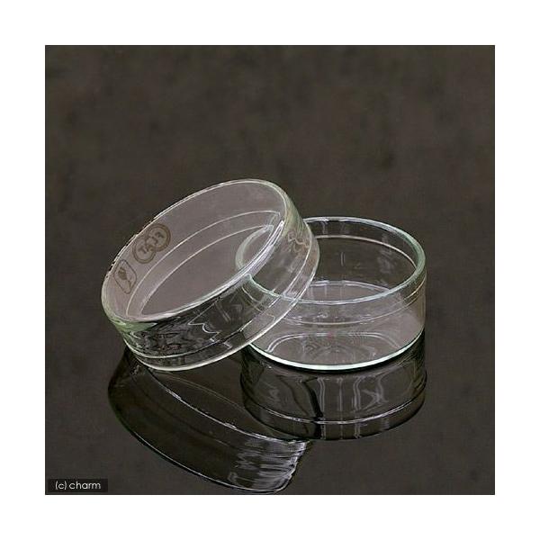 _aqua　_daily　器具　その他　雑貨　zakka_tokusyuu　標本用品　インテリア　rikasitu720　自由研究goods　_insect　4580295170436　jyuknku_2015　glasspot　labor...