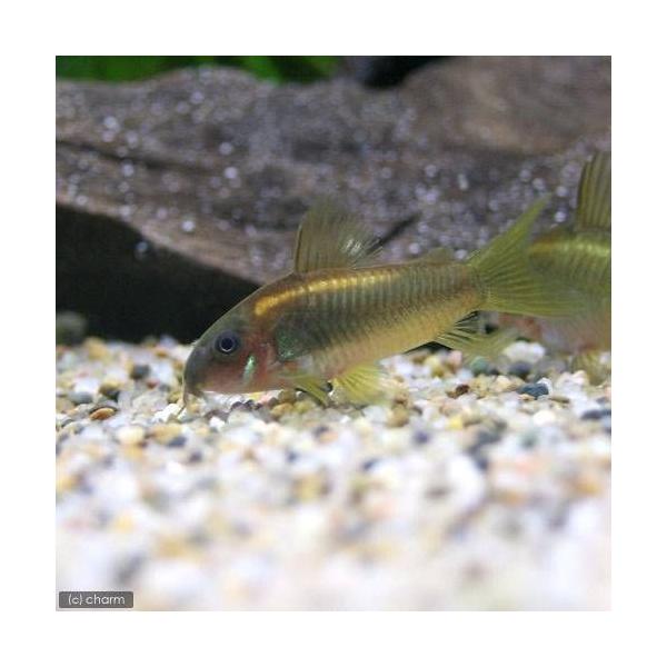 sfset　_aqua　熱帯魚・エビ他　コリドラス　ショートノーズ　コリドラス・イルミネータス　ゴールド　国産ブリード　３匹　Ｏｓｔｅｏｇａｓｔｅｒ　ｓｐ．　Ｃｏｒｙｄｏｒａｓ　ｓｐ．　ｓｃｈｕｌｔｚｅｉ　ＣＷ０１０　イルミナティオレンジ　...