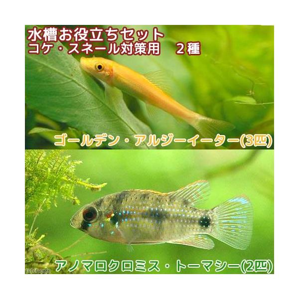 _aqua　水槽お役立ちセット　コケ　スネール　対策　ゴールデンアルジーイーター　アノマロクロミストーマシー　Ａｎｏｍａｌｏｃｈｒｏｍｉｓ　ｔｈｏｍａｓｉ　Gｙｒｉｎｏｃｈｅｉｌｕｓ　ａｙｍｏｎｉｅｒｉ　ｖａｒ．　20141009　EI　g...