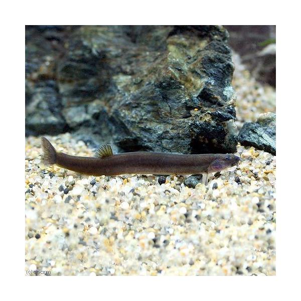 PF_SPQ　_aqua　fish_database　熱帯魚・エビ他　ローチの仲間　ドジョウ系　クーリーローチ　３匹　コイ　ラスボラ等　ローチ・ボーシャ　Ｐａｎｇｉｏ　ｋｕｈｌｉｉ　corydoras_roach　ｏｂｌｏｎｇａ　20140...