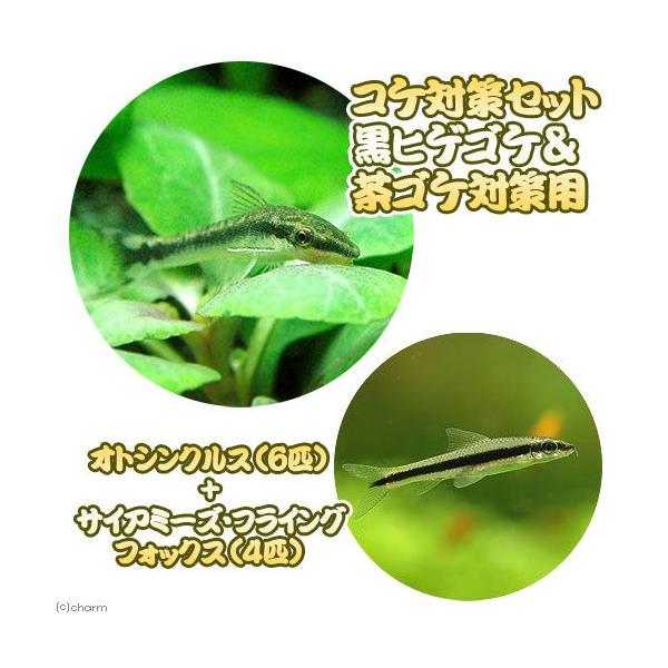 熱帯魚・エビ他セット　エキノドルス・アヌビアス用　オトシンクルス　６匹　Ｃｒｏｓｓｏｃｈｅｉｌｕｓ　ｓｉａｍｅｎｓｉｓ　siamensis_ff　koketaisaku_set　set_ocurus　サイアミーズフライングフォックス　４匹　...