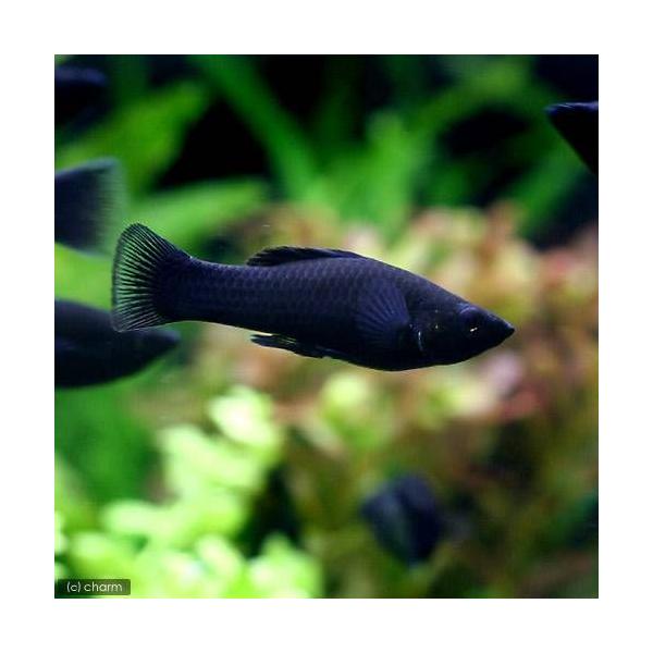 熱帯魚・エビ他　プラティ・卵胎生メダカ　ソードテール・モーリー　ブラック・モーリー　１２匹　メダカの仲間　ビギナーにオススメ　Ｐｏｅｃｉｌｉａ　ｓｐｈｅｎｏｐｓ　20141016　EI　20111129fish　_aqua　top_fish...