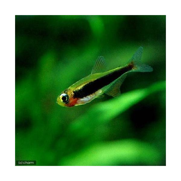 sfset　_aqua　熱帯魚・エビ他　カラシン　テトラ等　南米産　小型種　トゥッカーノ・テトラ　５匹　rare_chara　Ｔｕｃａｎｏｉｃｈｔｈｙｓ　ｔｕｃａｎｏ　20141016　ＹＩ　ys0719_　MS0105　kaijyo　ta...