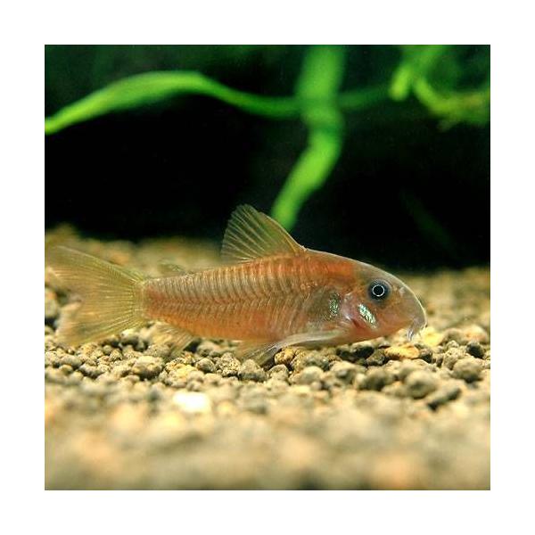 _aqua　熱帯魚・エビ他　コリドラス　ショートノーズ　コリドラス・イルミネータス　レッド　ワイルド　３匹　コリドラスイルミナティレッド　tansui60　Ｏｓｔｅｏｇａｓｔｅｒ　Ｃｏｒｙｄｏｒａｓ　ｓｐ．　ＣＷ０１４　ＣＷ０２３　cory...