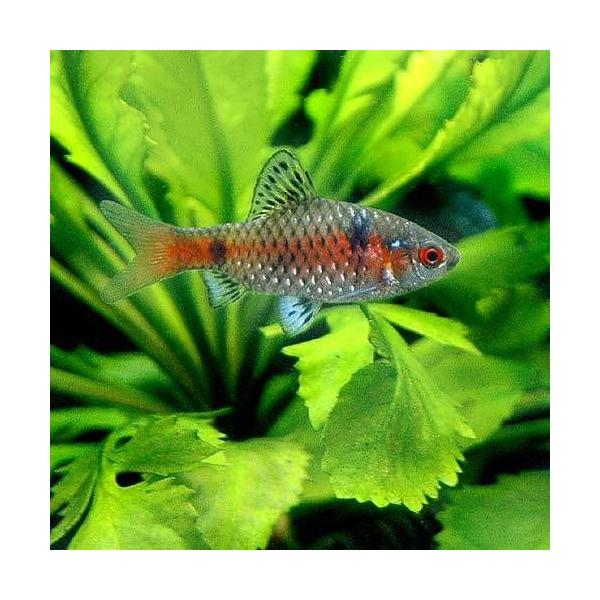 熱帯魚・エビ他　コイ　ラスボラ等　種類で選ぶ　バルブ　プンティウス　系　オデッサ・バルブ　６匹　小型種　Ｐｕｎｔｉｕｓ　Ｐｅｔｈｉａ　ｐａｄａｍｙａ　ｔｉｃｔｏ　20141024　ＥＩ　kaijyo　MS0105　top_fish0828　...