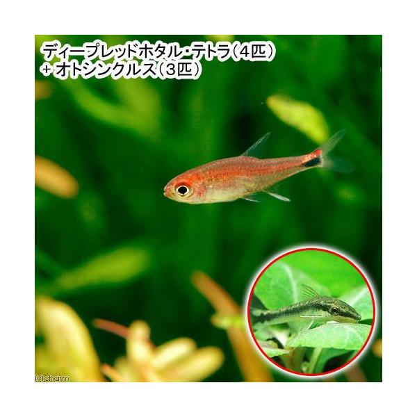 熱帯魚・エビ他　カラシン（テトラ等）　南米産（小型種）　その他小型種　ディープレッドホタル・テトラ　４匹　set_ocurus　小型水槽用小型カラシン　ルビーテトラ　ホタルテトラ　top_fish　オトシン・ロリカリア　オトシン　オトシンク...