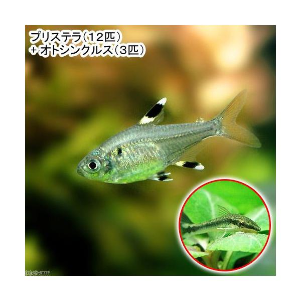 熱帯魚・エビ他　カラシン　テトラ等　南米産　小型種　プリステラ　１２匹　ビギナーにオススメ　set_ocurus　1item_pristra　tchahaha　rkyftp2_10_teoretc　MU　otoshin_set1406　to...