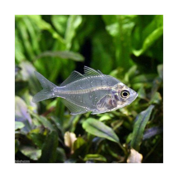 _aqua　熱帯魚・エビ他　その他の熱帯魚　その他の仲間　グラスフィッシュ　５匹　aqua_life201102　tcmasa　indianglas　DI　20140609　ラージグラス　カラーラージ　kaijyo　ndvkwoa　Y9ln...