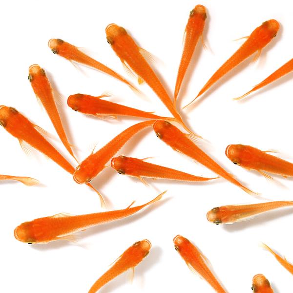 sfset　_aqua　Ｏｒｙｚｉａｓ　ｌａｔｉｐｅｓ　ｖａｒ．　ビオトープにおすすめの生体　biotope　熱帯魚　エビ他　日本産メダカ　楊貴妃メダカ　nittan_medaka_youkihi　淡水生体　medakakszk　y14m0...