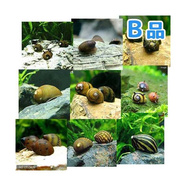 _aqua　熱帯魚・エビ他　貝　種類で選ぶ　石巻・サザエ・フネアマ　おまかせ　ミックスカノコガイ　ミックスカノコ貝　鹿子貝　鹿の子貝　カノコガイ　カノコ貝　１匹　食べさせる　水槽壁面のコケを綺麗にする　shrimp_　Ｂ品　20140929...