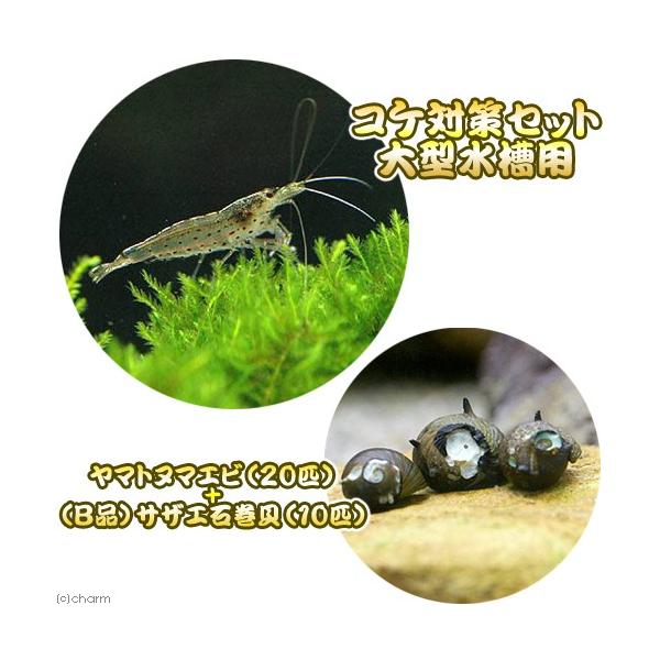 熱帯魚・エビ他　ヤマト・ミナミセット　小型水槽用　ヤマトヌマエビ　ビオトープにおすすめの生体　食べさせる　水槽壁面のコケを綺麗にする　tachiage淡水生体　ビギナー小型向け生体　seitai_set　koketaisaku_set　貝石...
